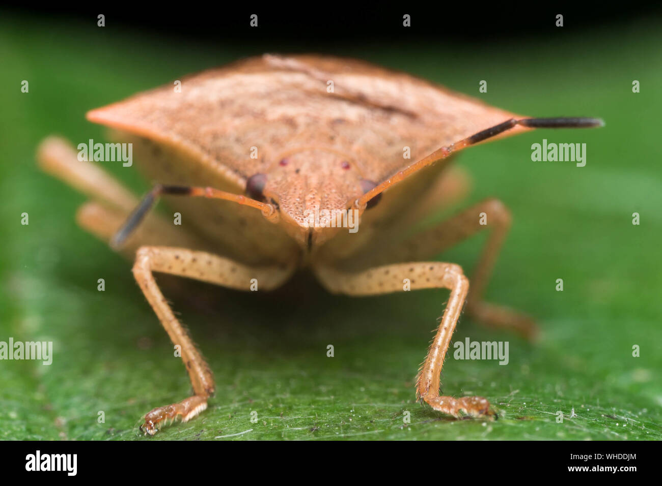 Insecte beige Banque de photographies et d’images à haute résolution ...