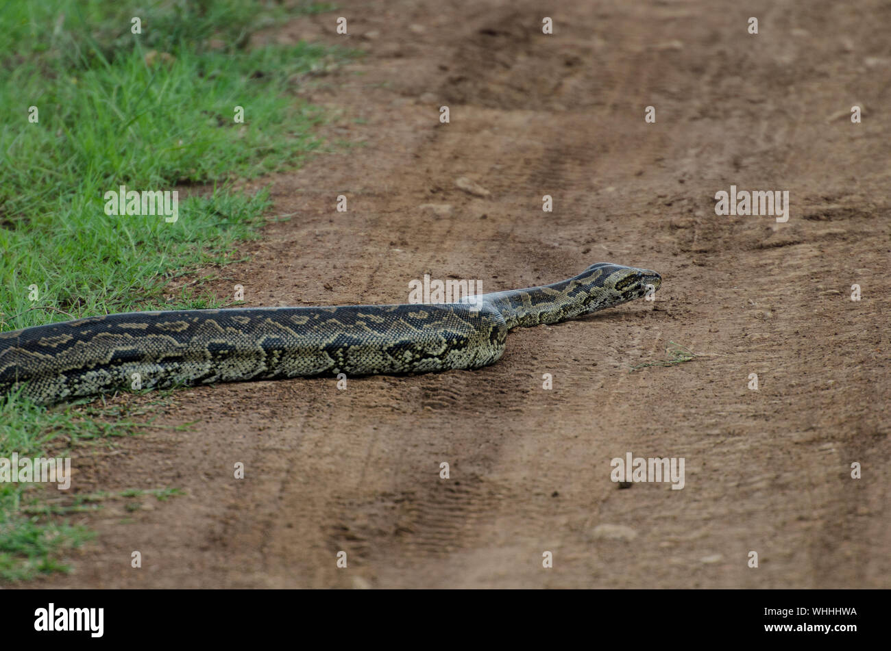 Afrique horizontal roberto nistri serpents reptiles reptiles Banque de ...