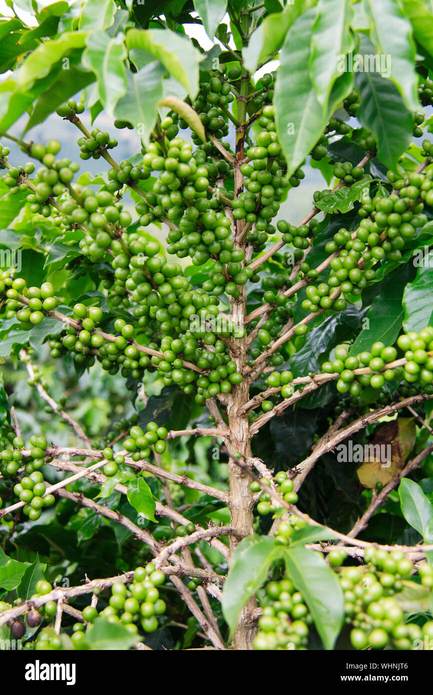 Arbre fruitier de raisin Banque de photographies et d’images à haute ...