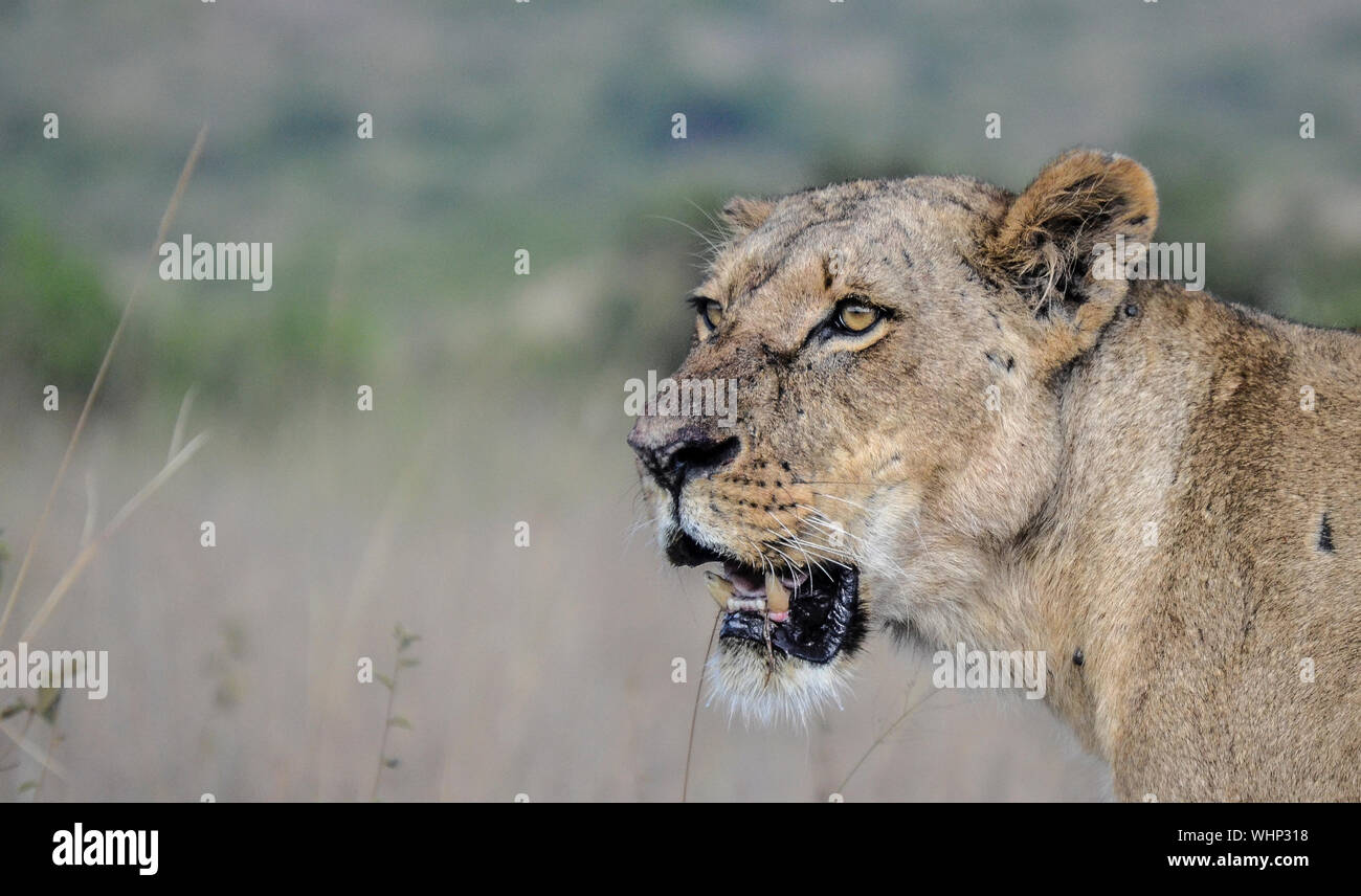 Lionne debout dans le Banque de photographies et d’images à haute ...
