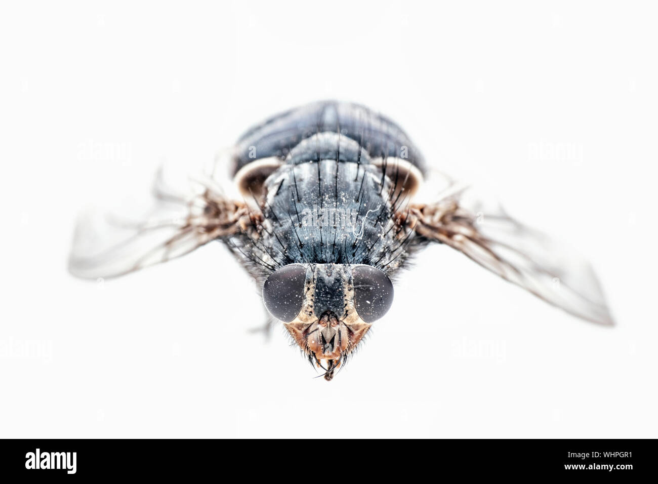 Insecte sur fond blanc Banque de photographies et d’images à haute ...