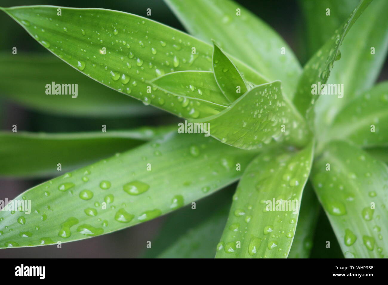 Plante verte humide Banque de photographies et d’images à haute ...