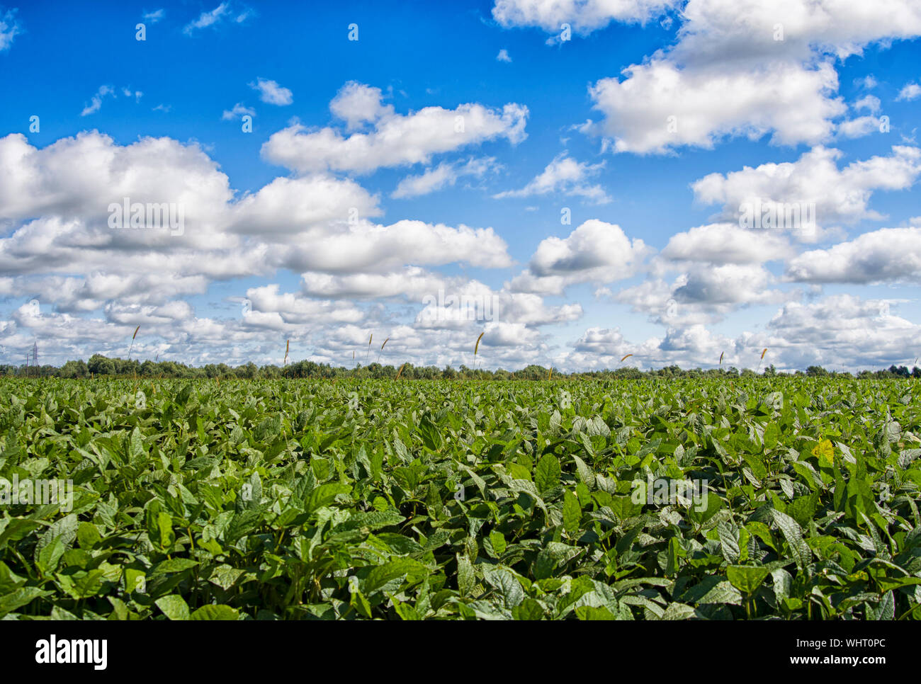 Soja vert Banque de photographies et d’images à haute résolution - Alamy