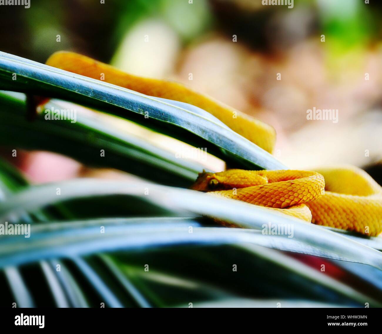 Plante De Serpent Jaune Banque d'image et photos - Alamy