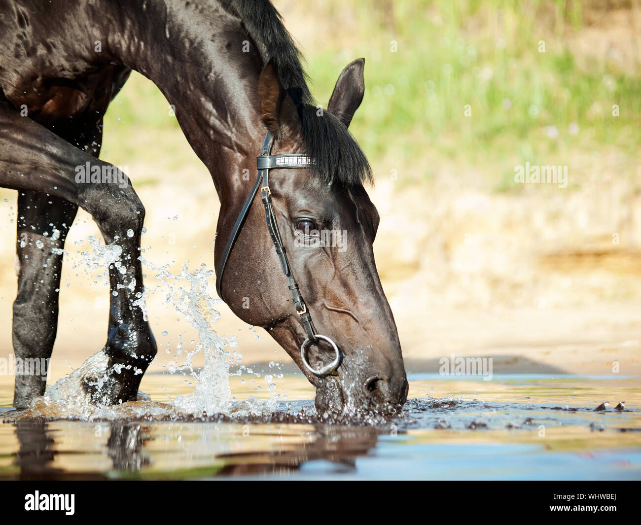 Cheval lac eau Banque de photographies et d’images à haute résolution ...