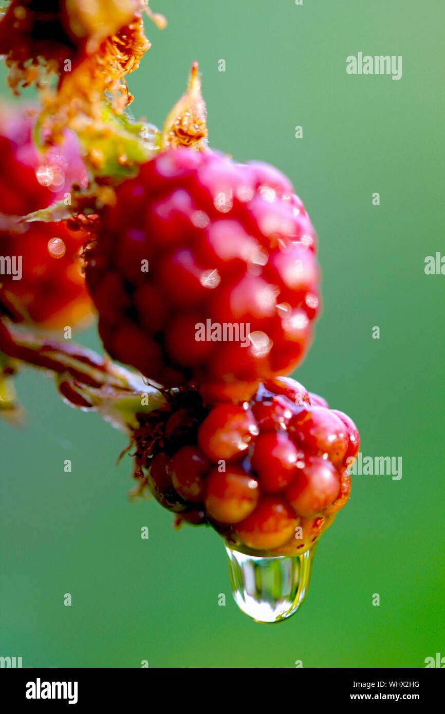 Fruit bouquet Banque de photographies et d’images à haute résolution ...