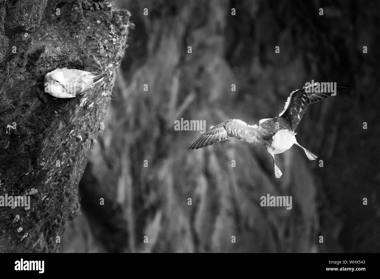 Arbre volant Banque d'images noir et blanc - Alamy