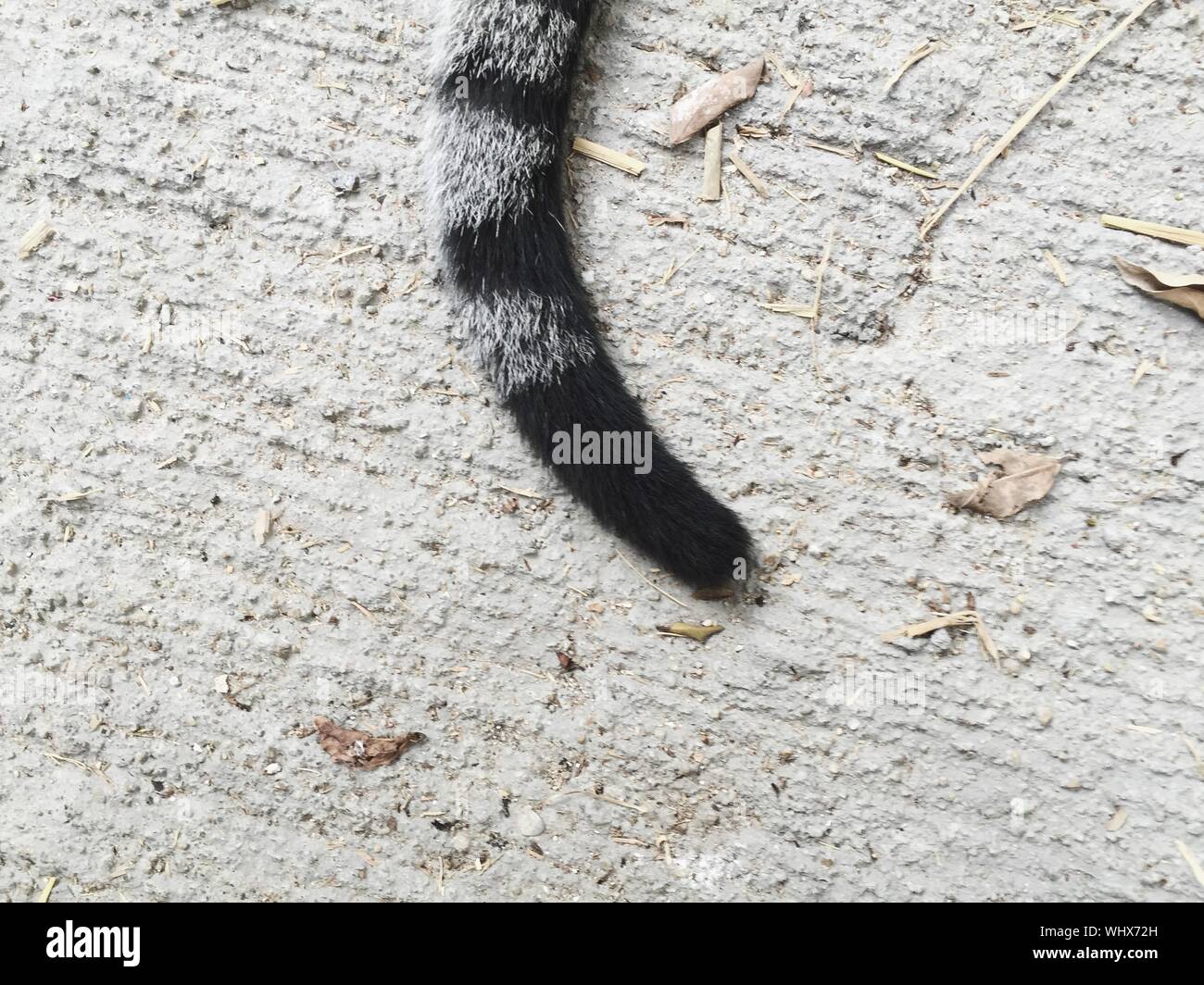 Animal tail Banque de photographies et d’images à haute résolution - Alamy