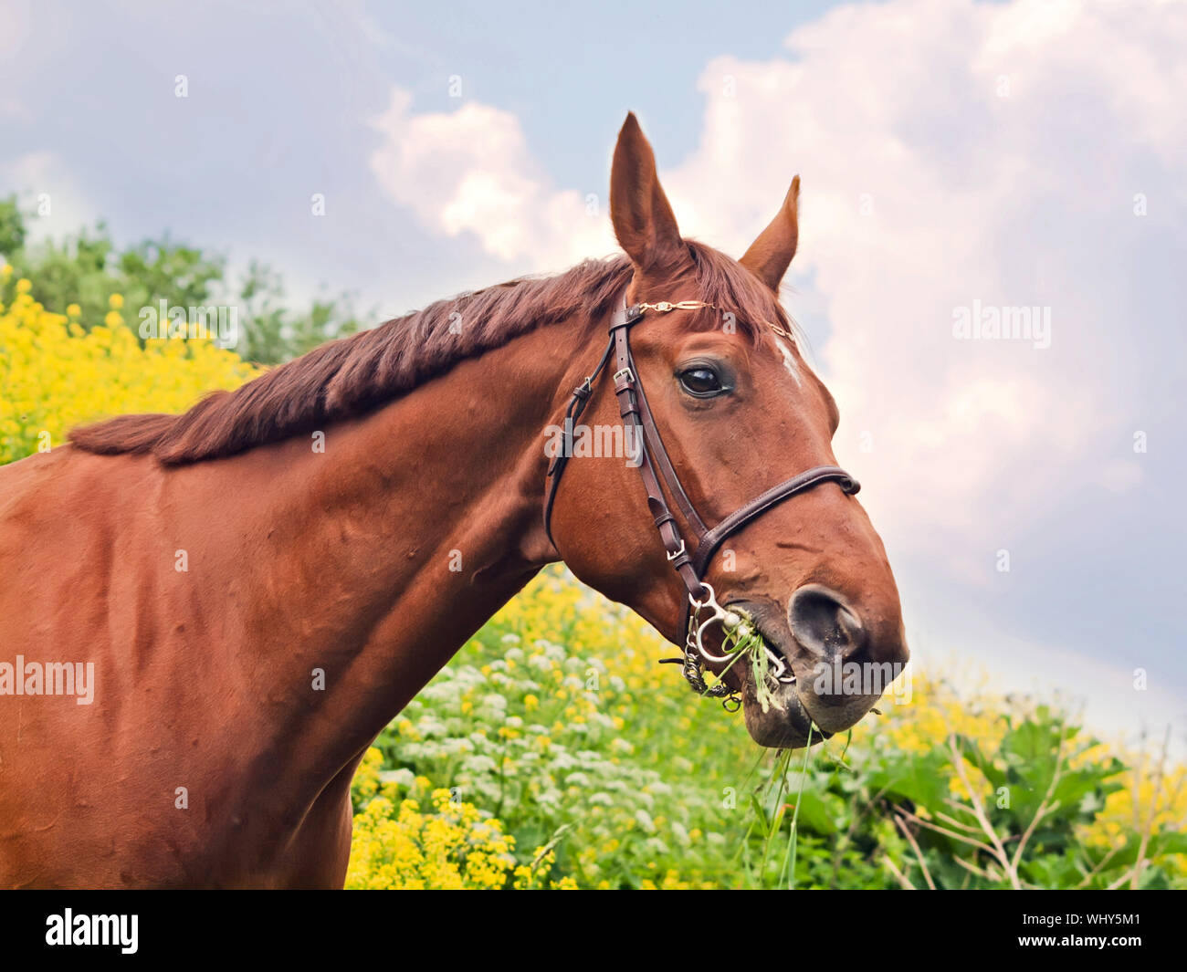 Champ de cheval Banque de photographies et d’images à haute résolution ...