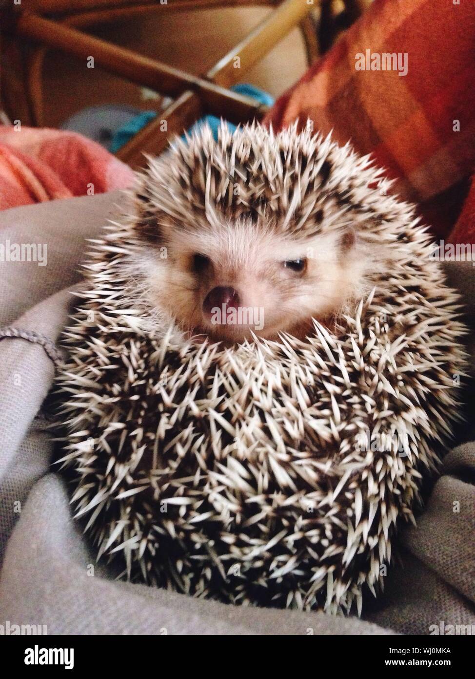 Portrait de hérisson Banque de photographies et d’images à haute ...