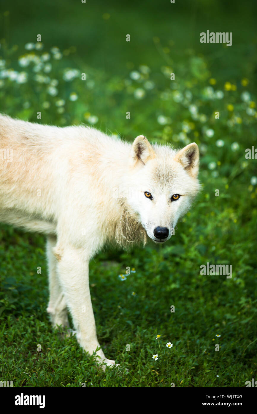 Le loup arctique (Canis lupus arctos) aka le loup polaire ou Loup Blanc ...
