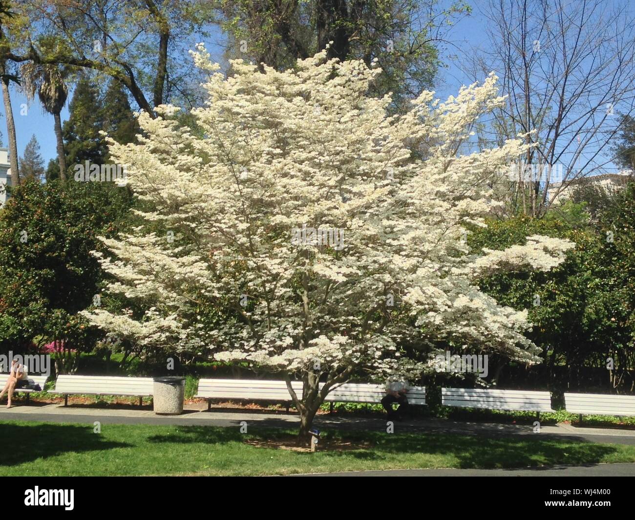 Arbre à fleurs blanches Banque de photographies et d’images à haute ...