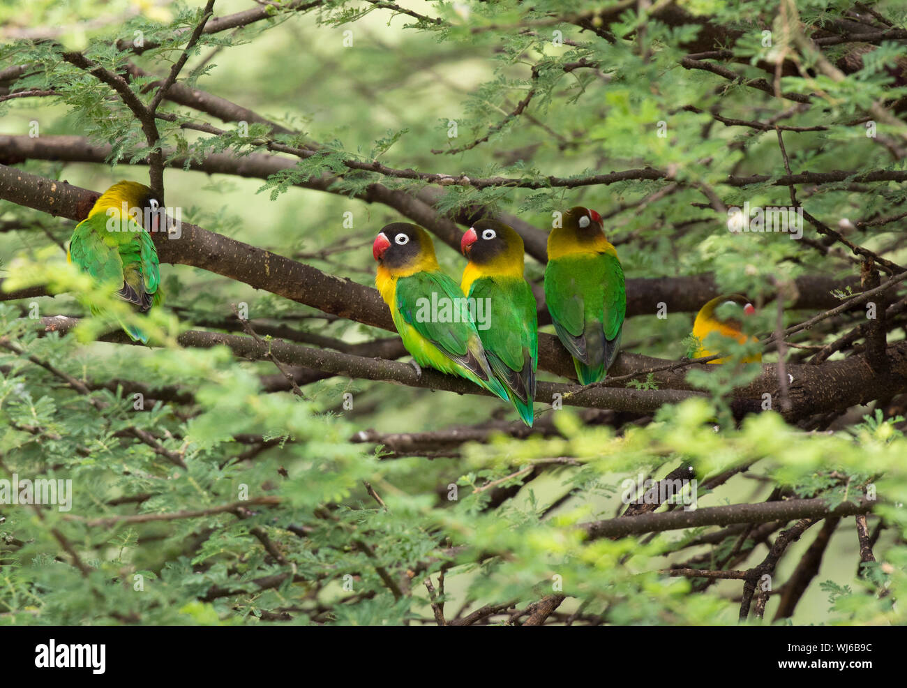 Agapornis personatus Banque de photographies et d’images à haute ...
