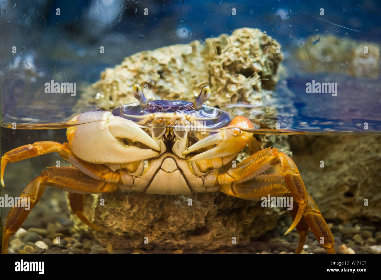 Poisson crabe Banque de photographies et d’images à haute résolution ...