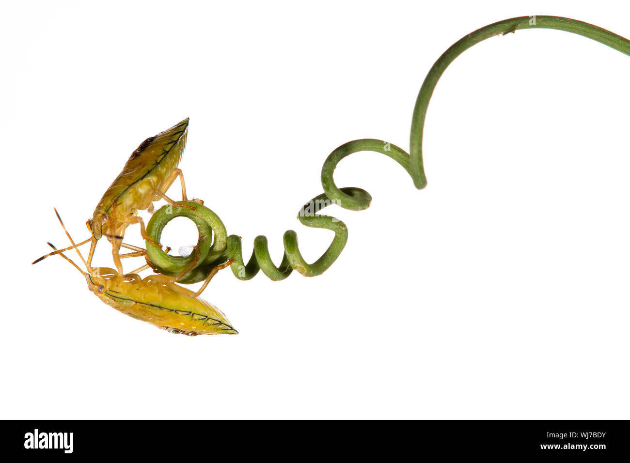 Insectes sur la plante Banque d'images détourées - Alamy