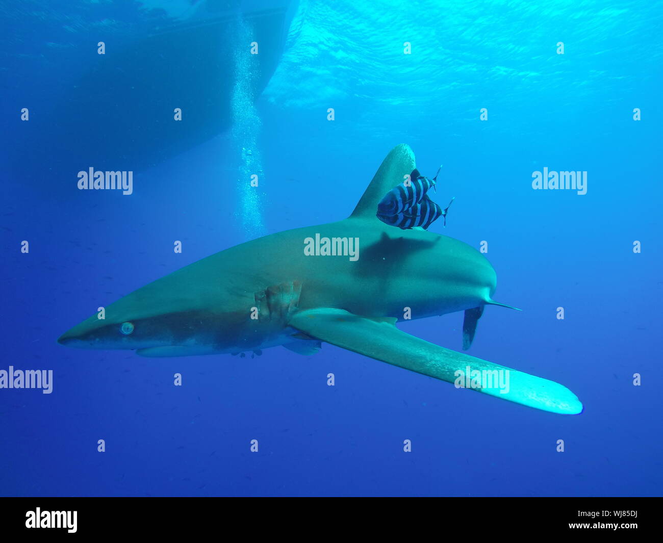 Requin À Pointe Blanche Banque d'image et photos - Alamy