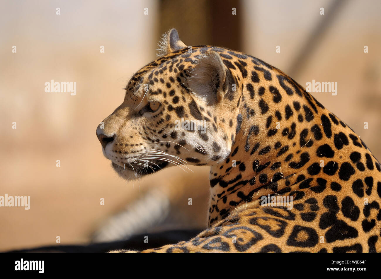 Jaguar, Panthera onca, le troisième plus grand félin après le tigre et ...