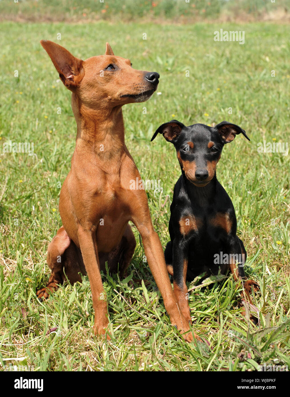 Chien et chiot mère pinscher nain pure race Photo Stock - Alamy