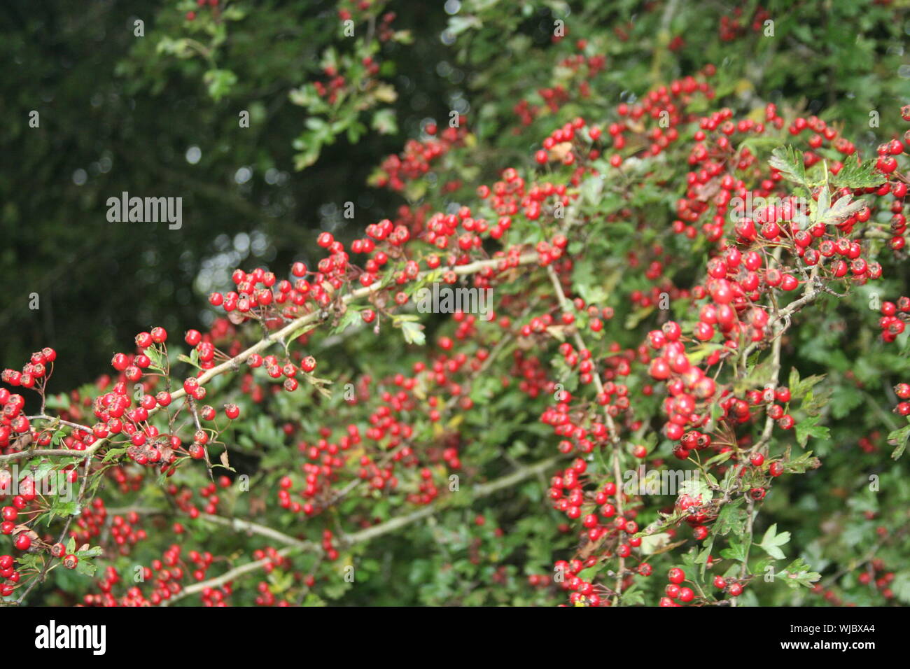 Baies Rouges Sur Les Arbres Banque d'image et photos - Alamy