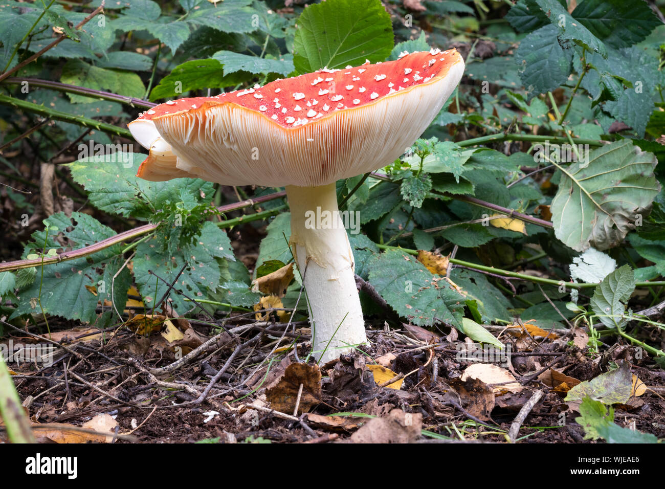 Grand chapeau de champignon Banque de photographies et d’images à haute ...