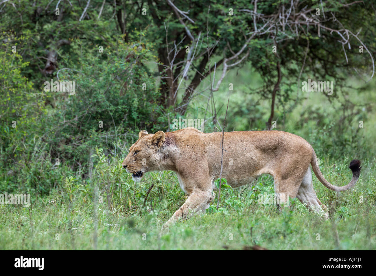 Lionne africaine marche dans la savane verte dans le parc national ...