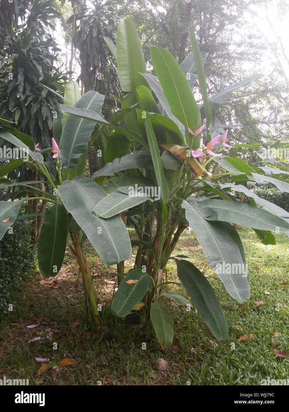 Banane rose Banque de photographies et d’images à haute résolution - Alamy