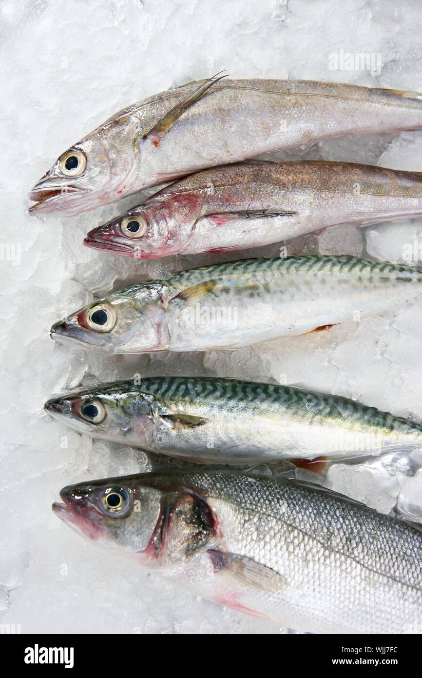 Le bar, le maquereau, le merlu poisson fruits de mer sur glace Photo ...
