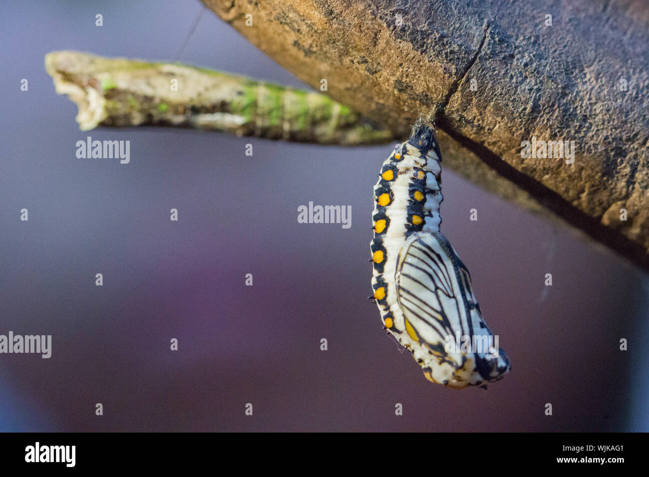 Cocon d'insecte suspendu Banque de photographies et d’images à haute ...