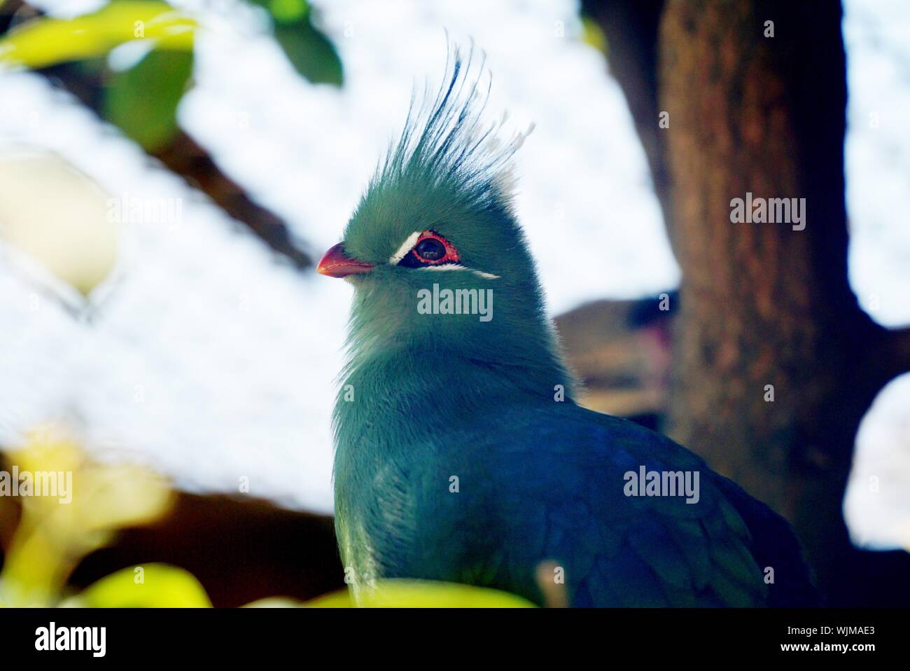 Turaco à crête verte Banque de photographies et d’images à haute ...