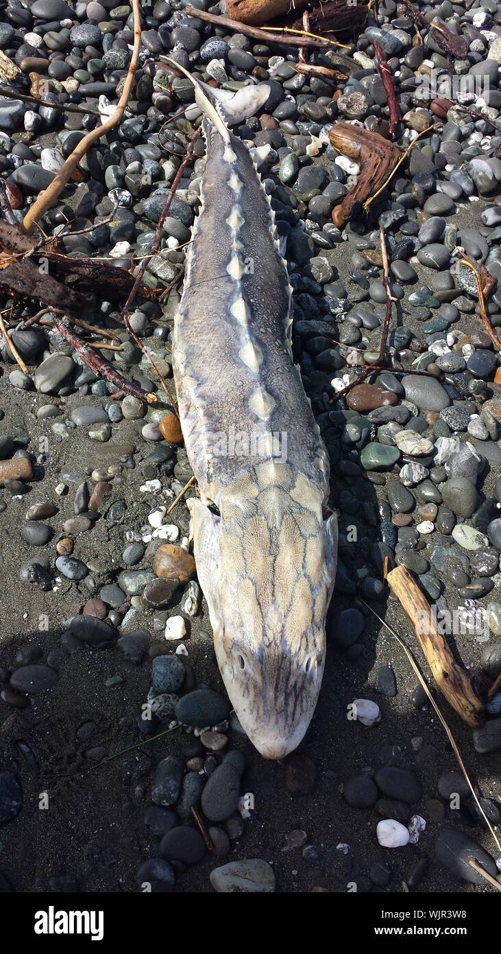 Esturgeon Poisson Esturgeon Banque d'image et photos - Alamy