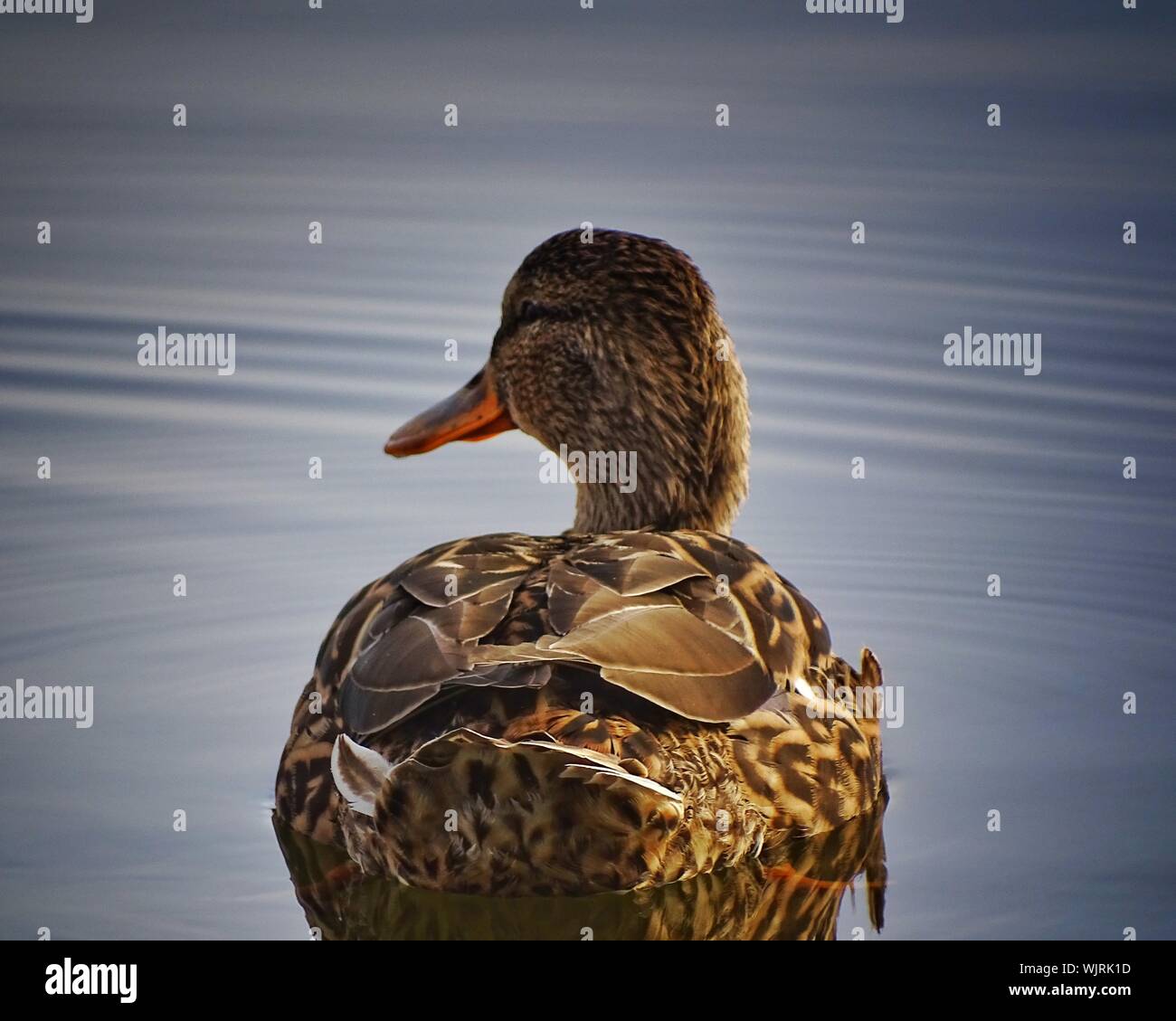 Canard de rouen Banque de photographies et d’images à haute résolution ...