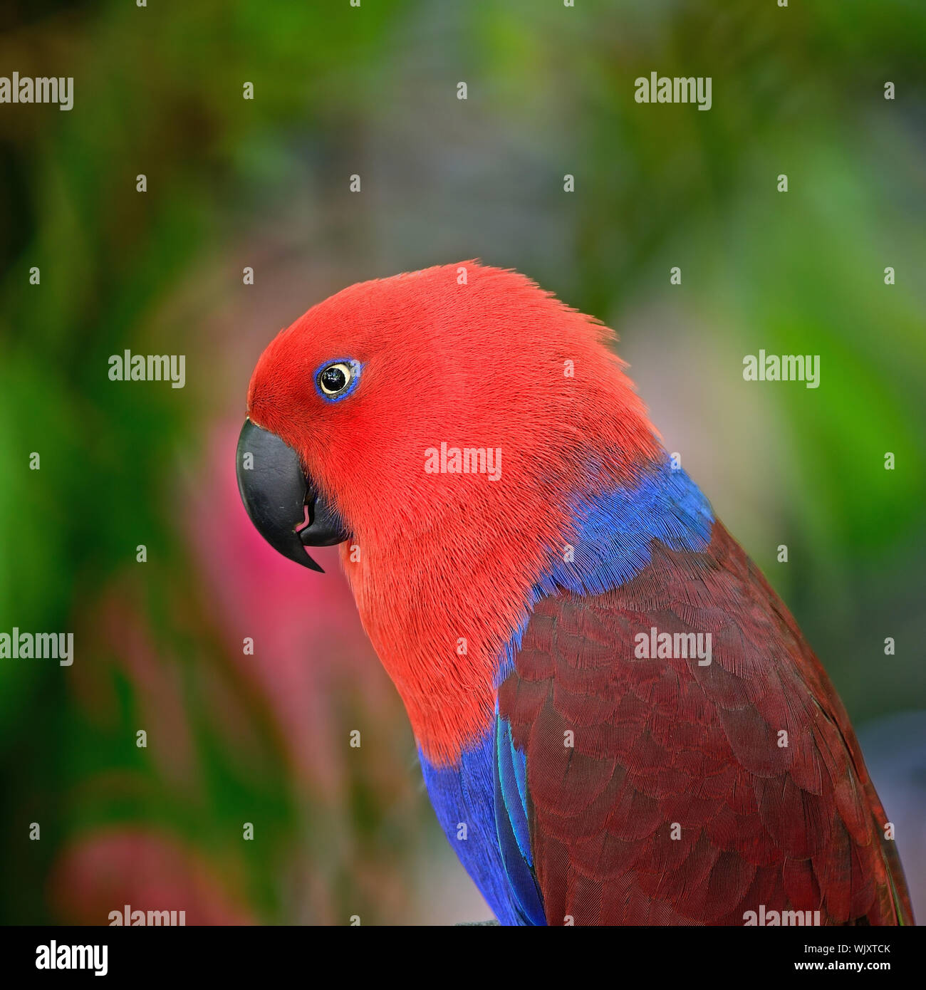 A female eclectus parrot Banque de photographies et d’images à haute ...