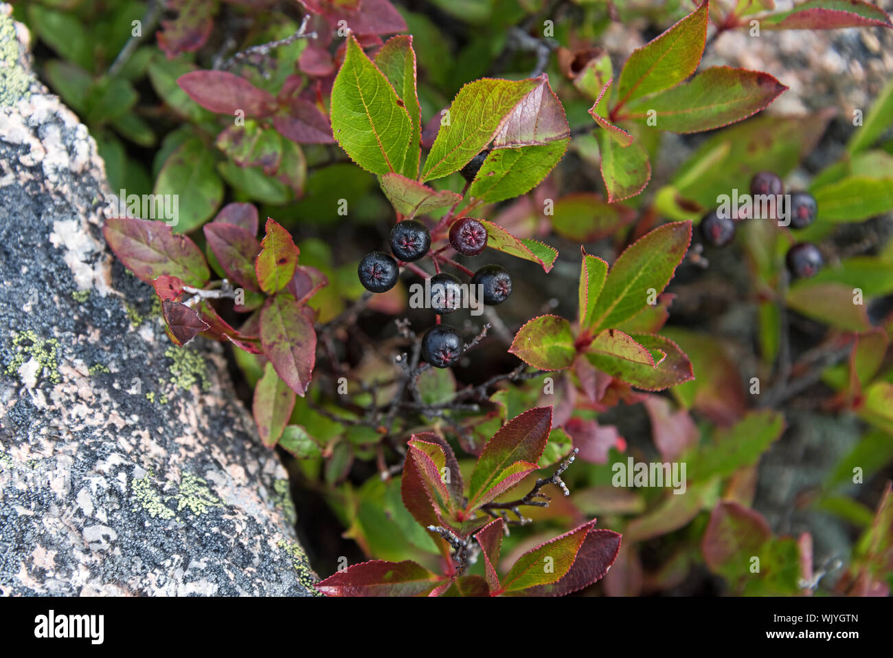 Aronia melanocarpa Banque de photographies et d’images à haute ...