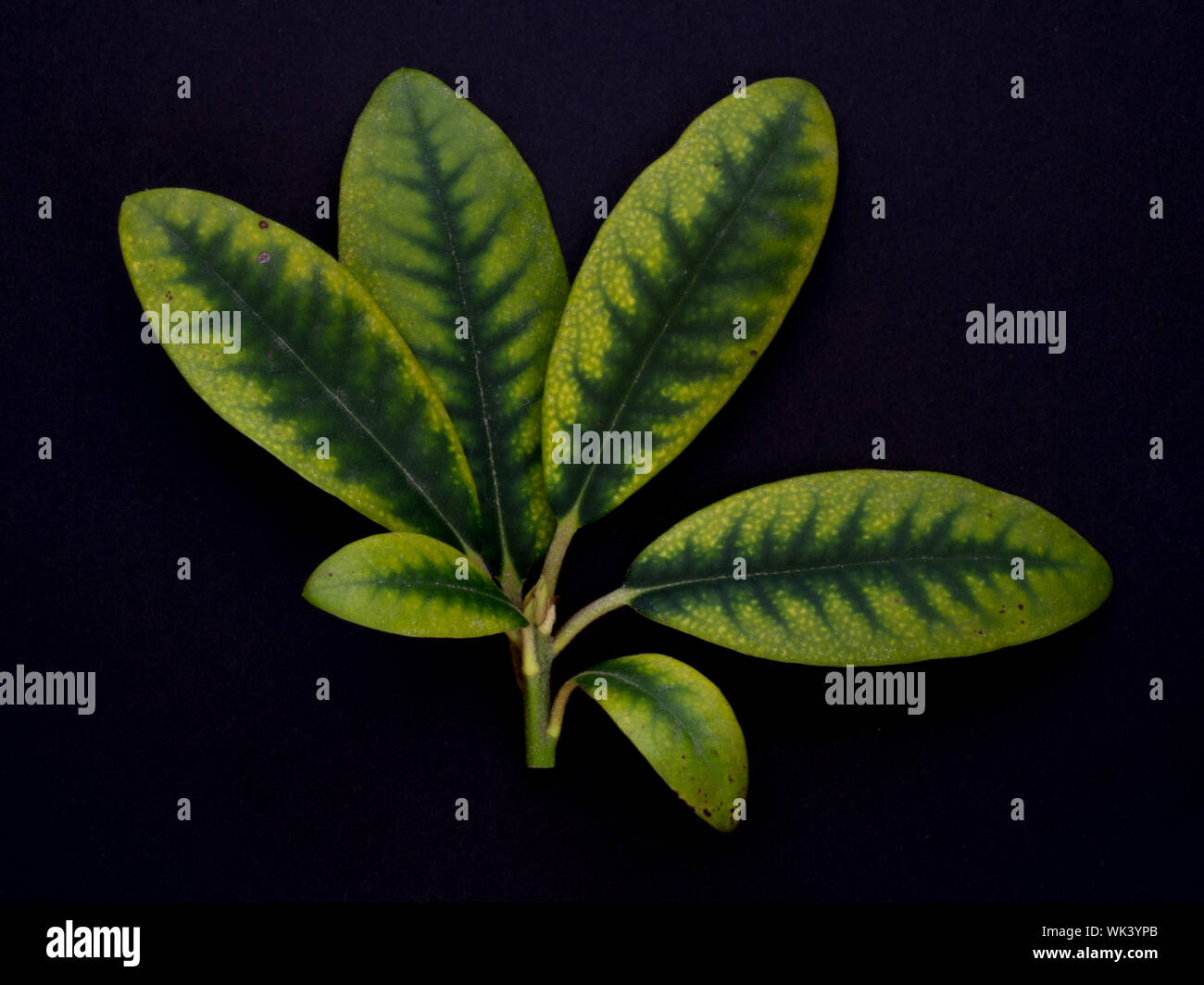 Rhododendron leaf Banque de photographies et d’images à haute ...