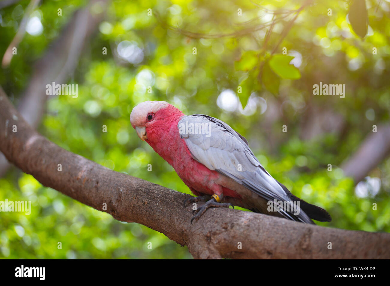 Perroquet rose Banque de photographies et d’images à haute résolution ...