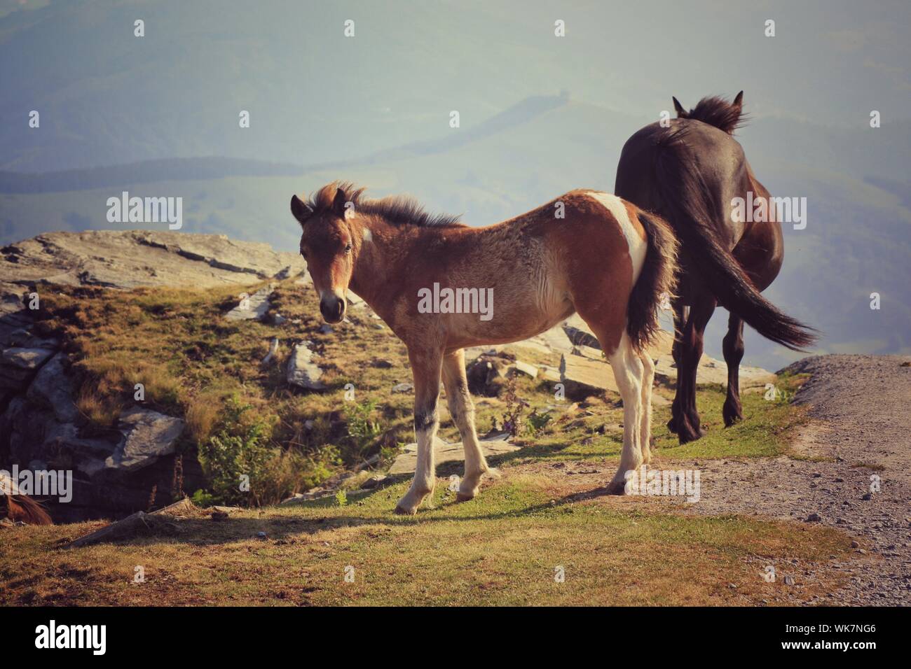 Pottok horse Banque de photographies et d’images à haute résolution - Alamy