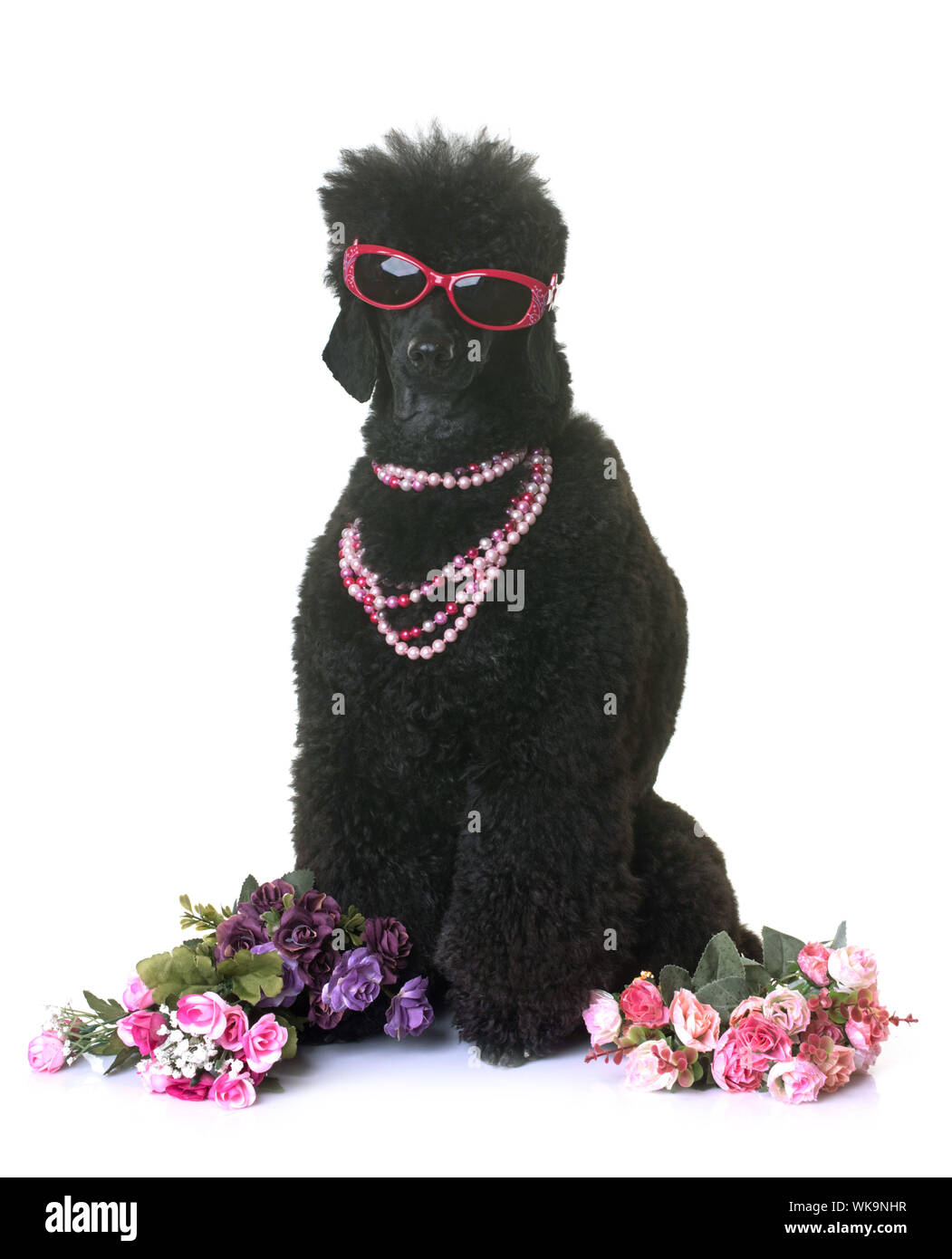 Rose de chien Banque de photographies et d’images à haute résolution ...