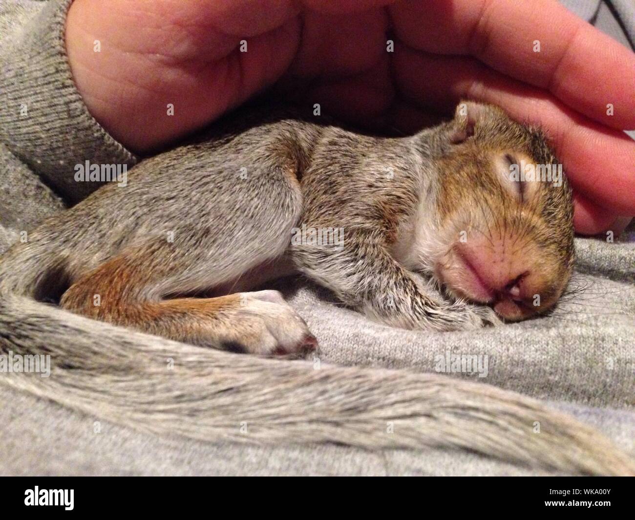 Bébé Écureuil Banque d'image et photos - Alamy