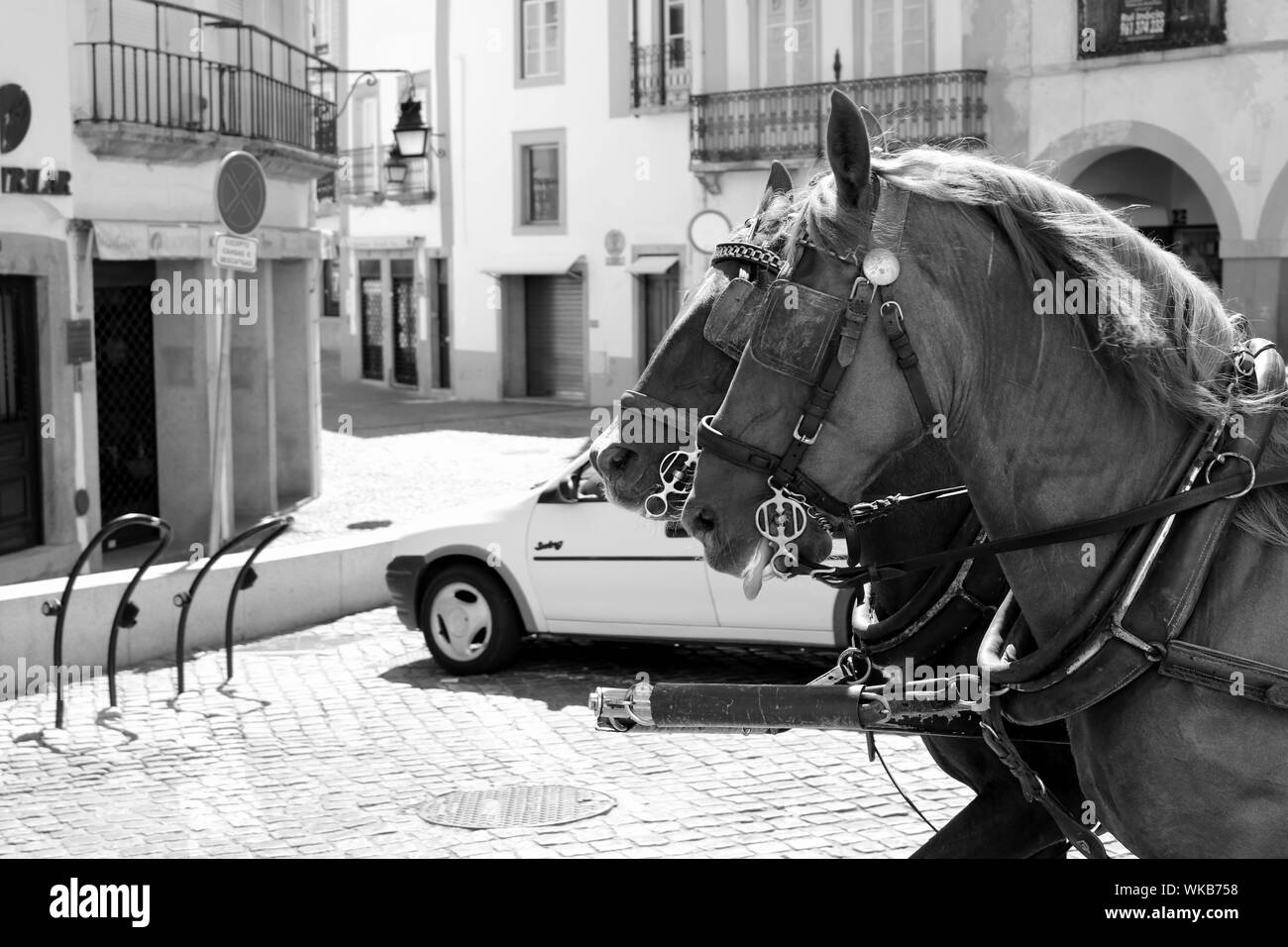 Chevaux dans la rue de la ville Banque de photographies et d’images à ...