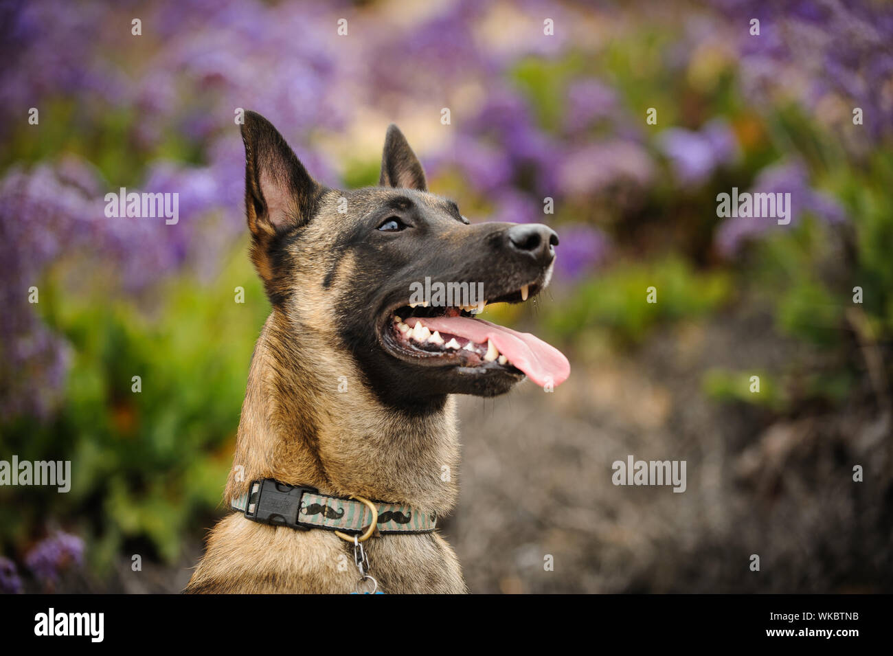 A belgian malinois Banque de photographies et d’images à haute ...