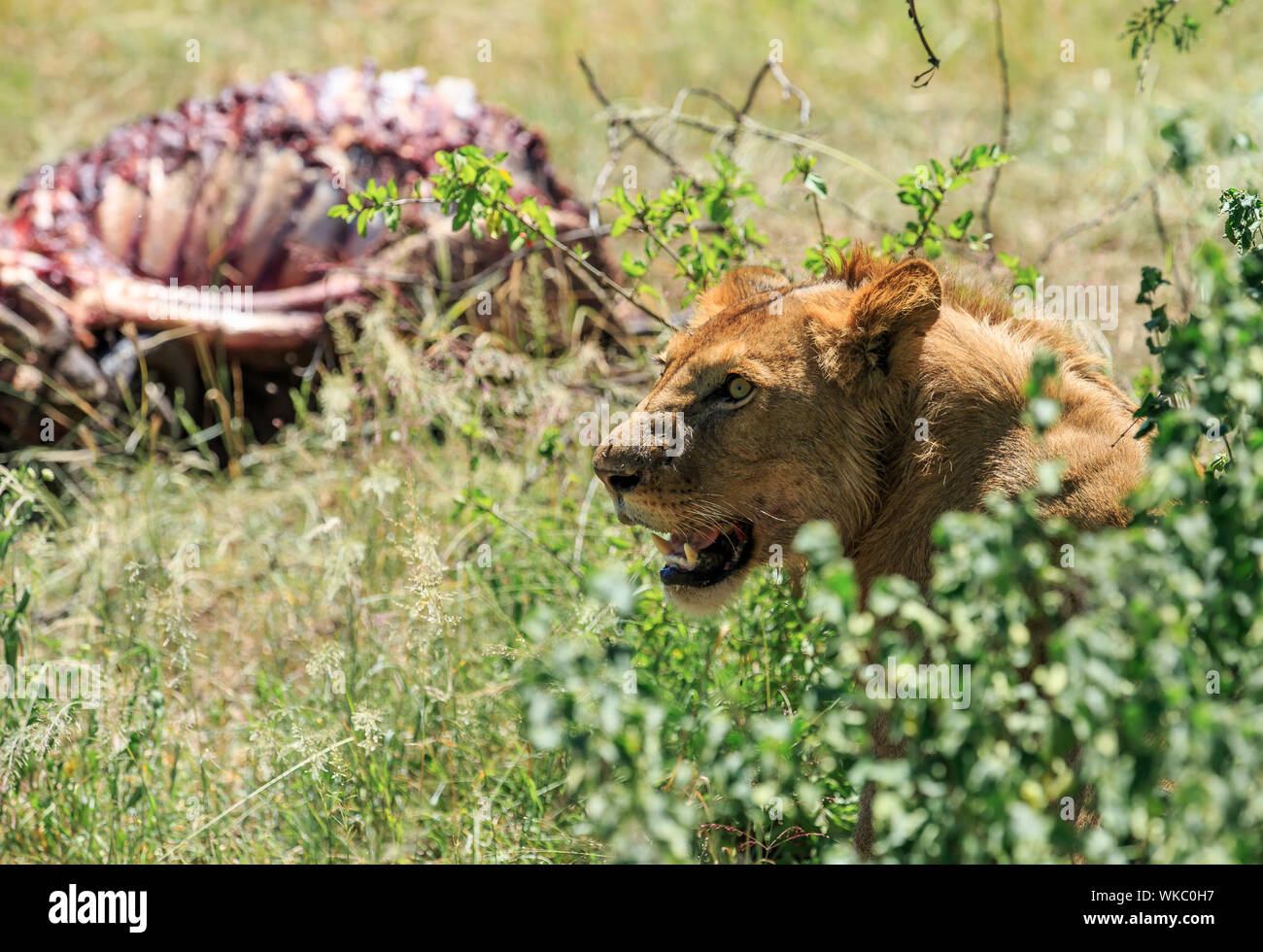 Lion mort Banque de photographies et d’images à haute résolution - Alamy