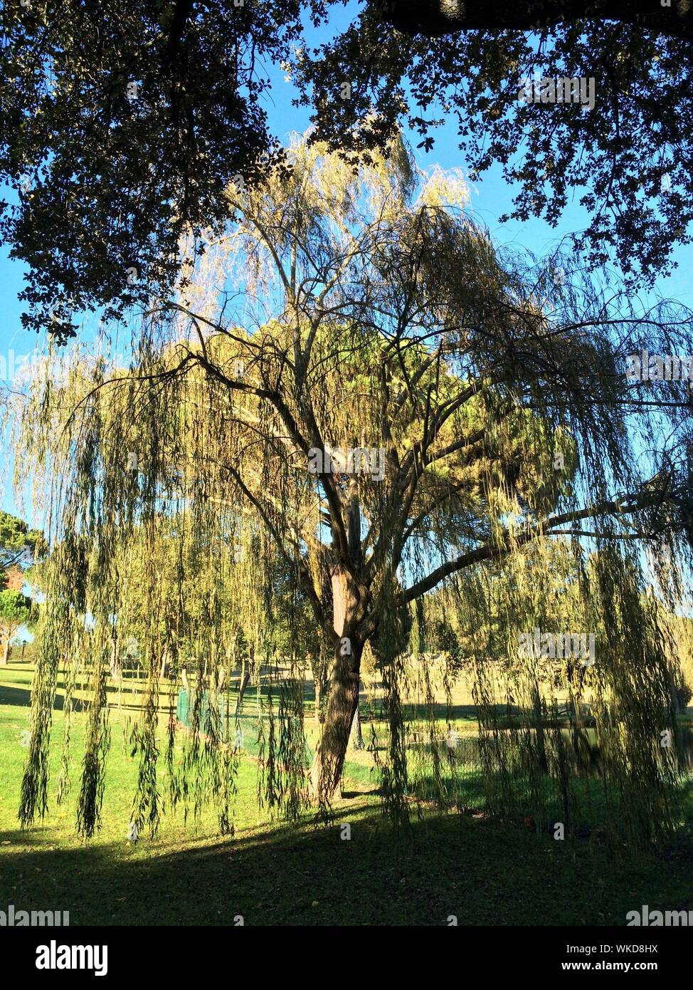 énorme arbre Banque de photographies et d’images à haute résolution - Alamy