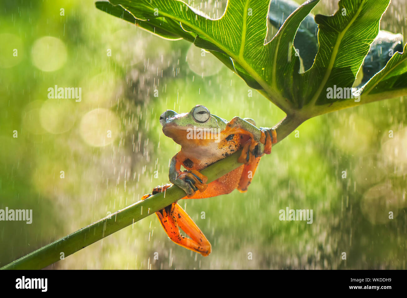 Grenouille sous la pluie Banque de photographies et d’images à haute ...