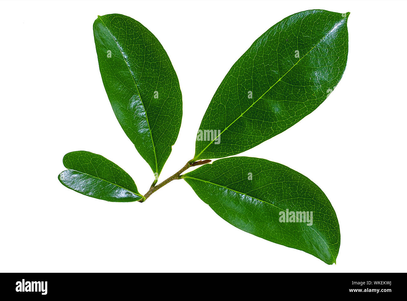 Feuille de corossol Banque de photographies et d’images à haute ...