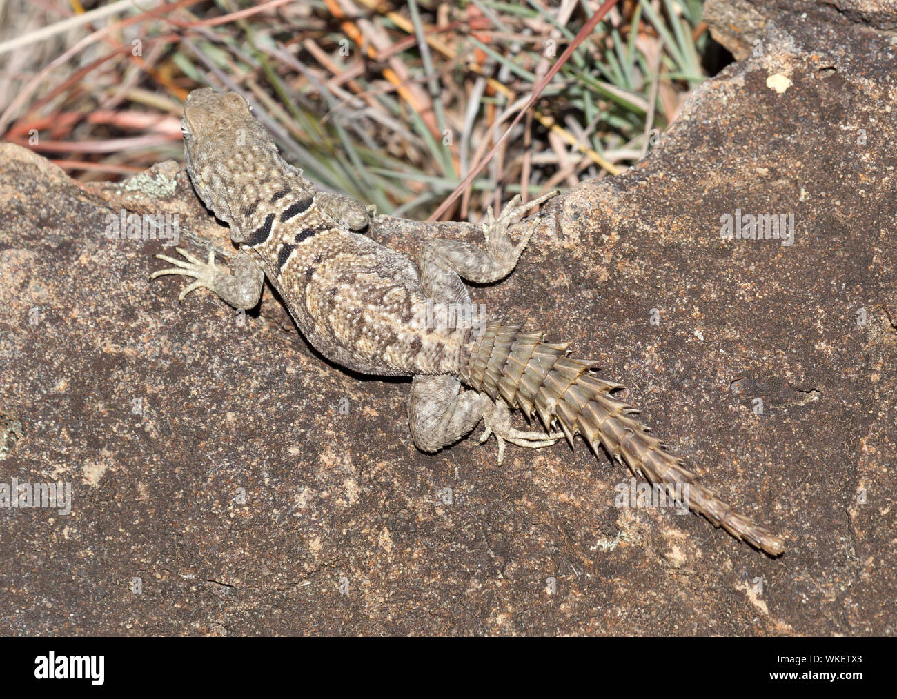 Iguane à queue épineuse de madagascar Banque de photographies et d ...