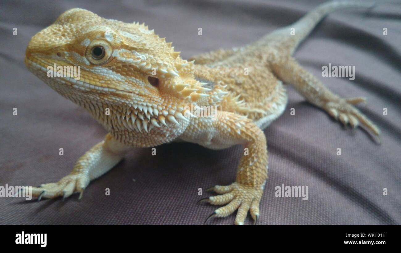 Lézard dragon barbu Banque de photographies et d’images à haute ...