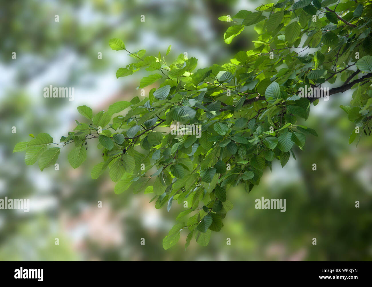 Arbre feuilles d'orme Banque de photographies et d’images à haute ...