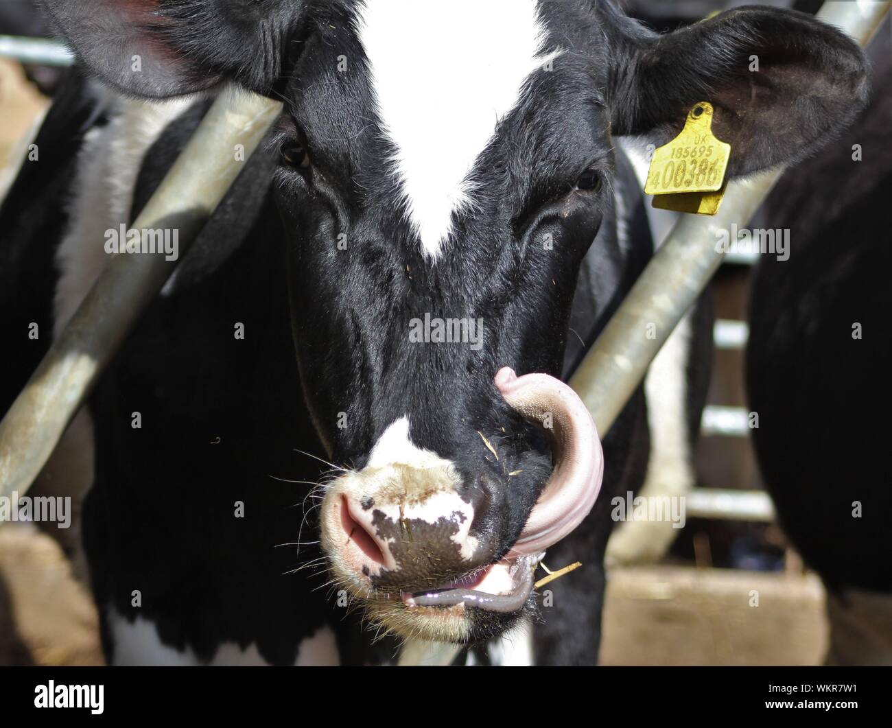 Langue de vache dehors Banque de photographies et d’images à haute ...