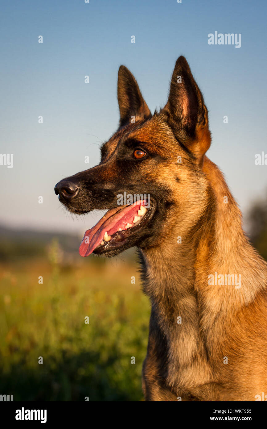Chien malinois Banque de photographies et d’images à haute résolution ...