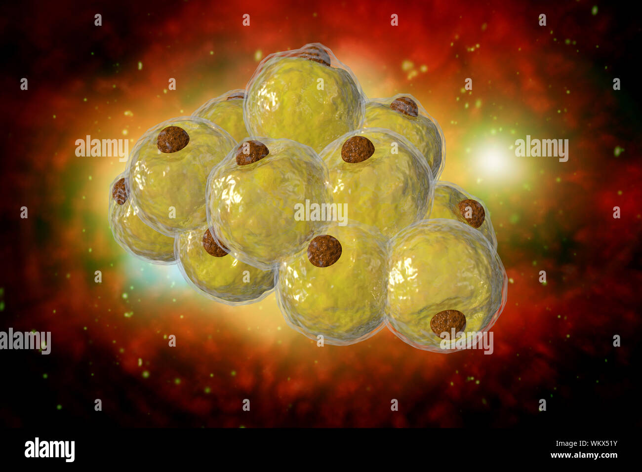 Les cellules adipeuses humaines blancs sains aussi connu comme les ...